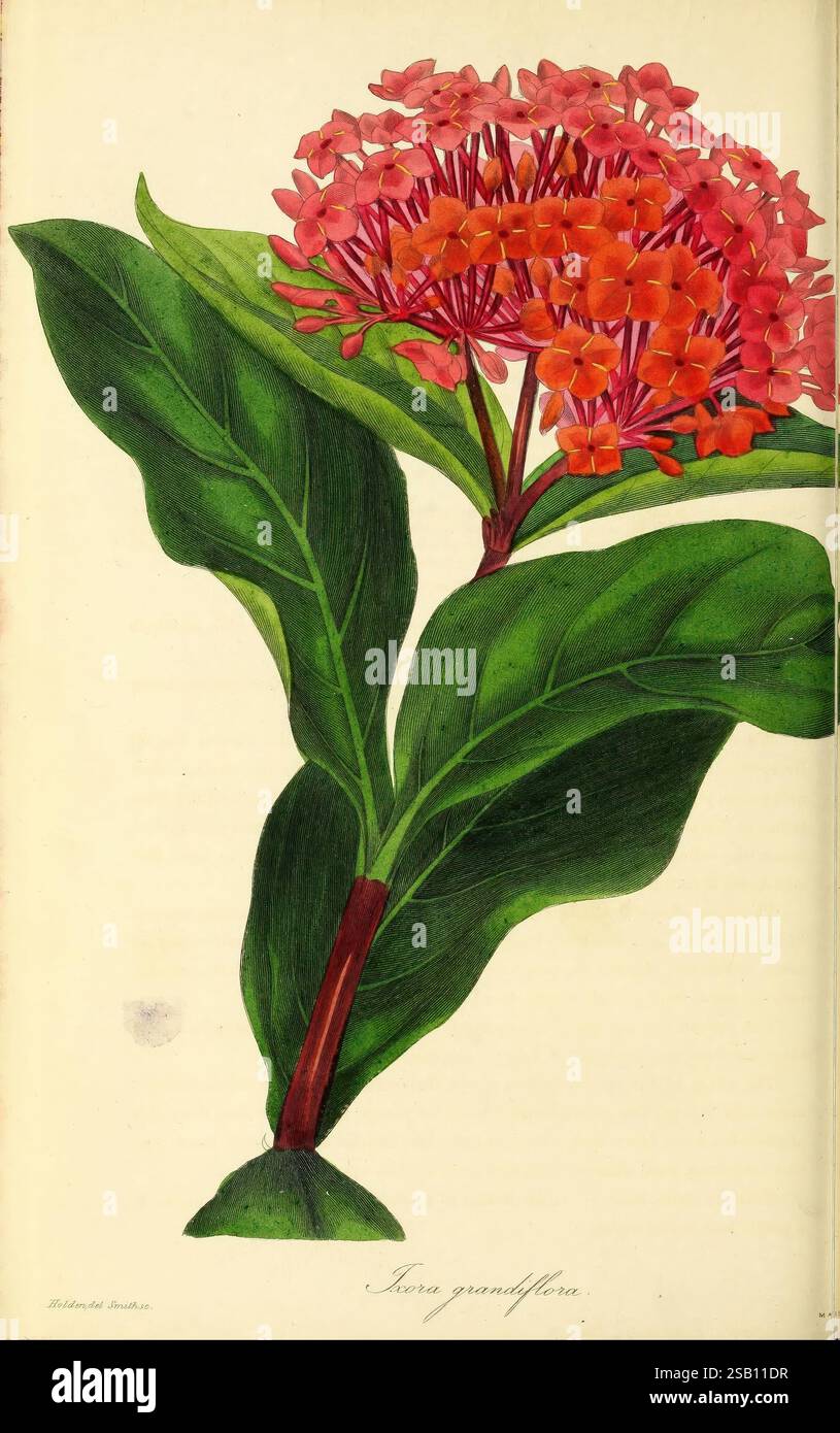 Petal displays subtle variations hi-res stock photography and images ...