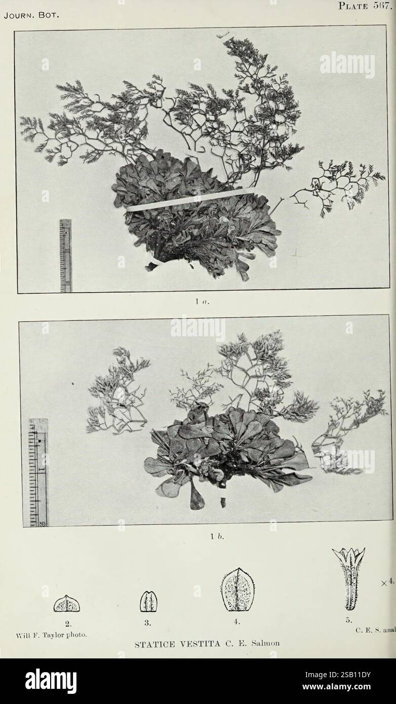 Journal of Botany, British and Foreign, London, Robert Hardwicke, 1863 ...