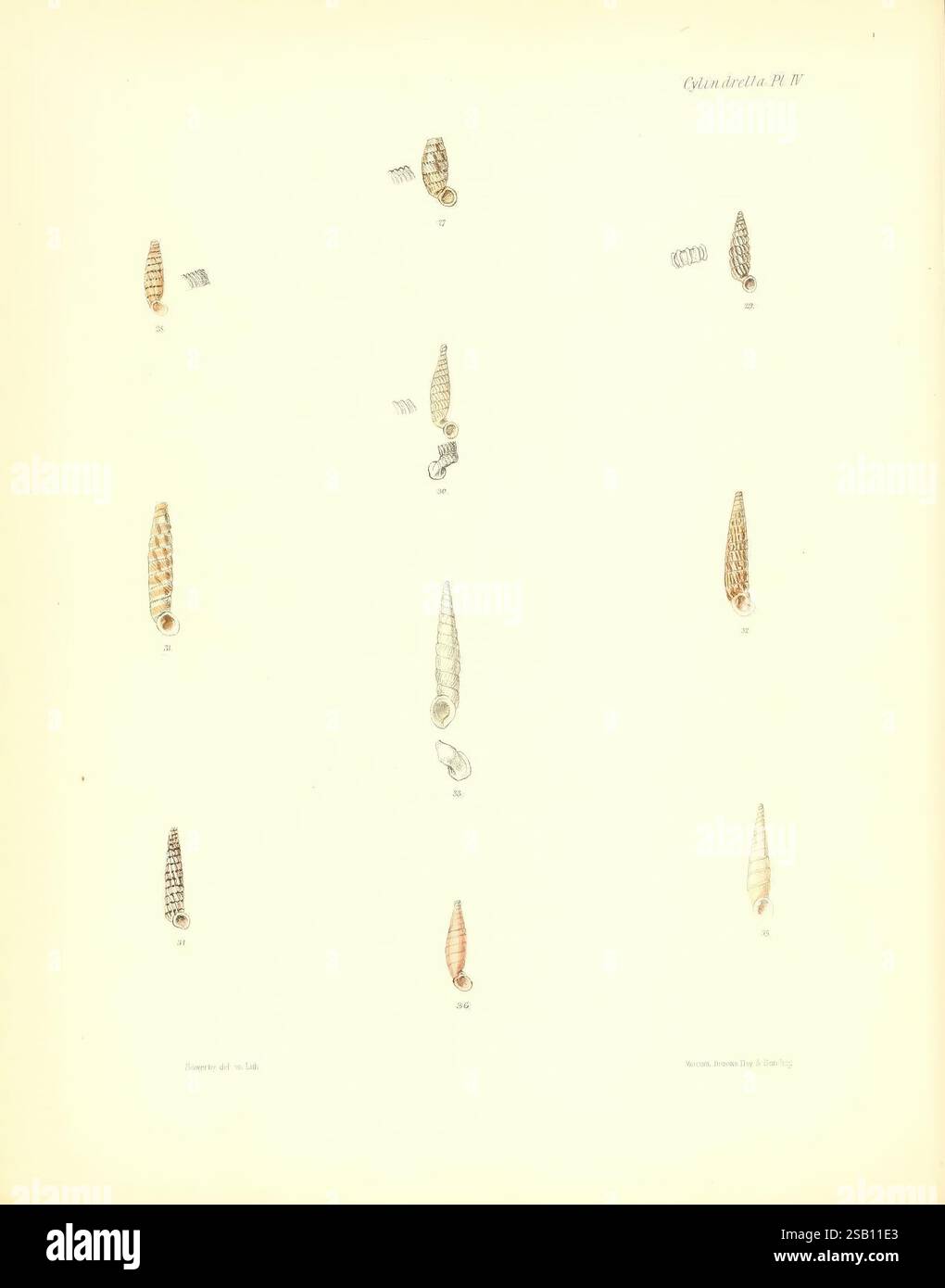 Featuring elongated conical shapes hi-res stock photography and images ...