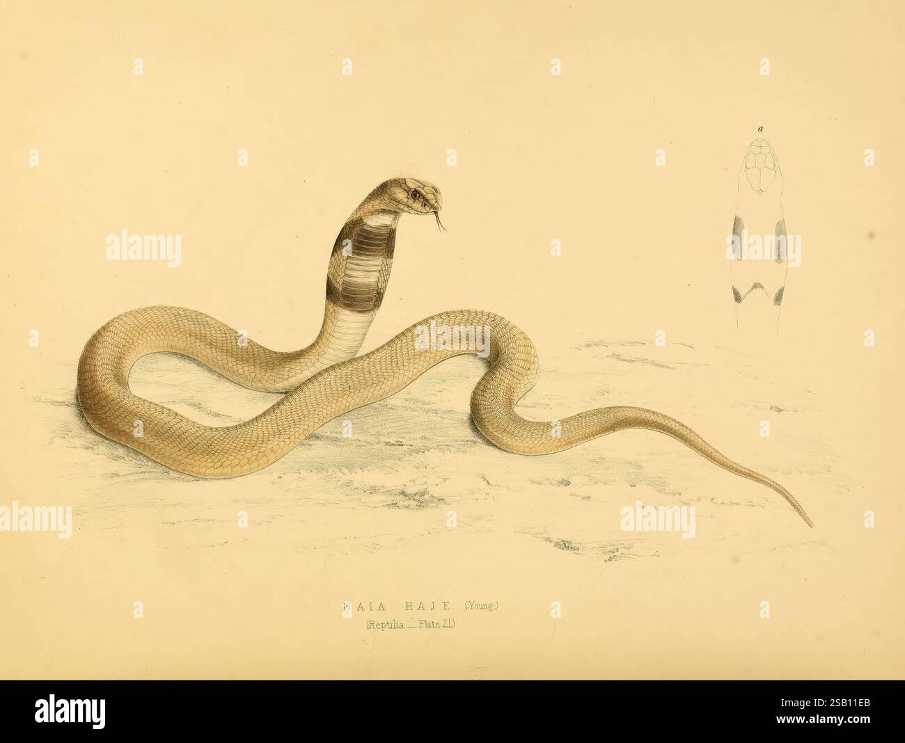 Illustrations of the Zoology of South Africa, v.3. London, Smith, Elder ...