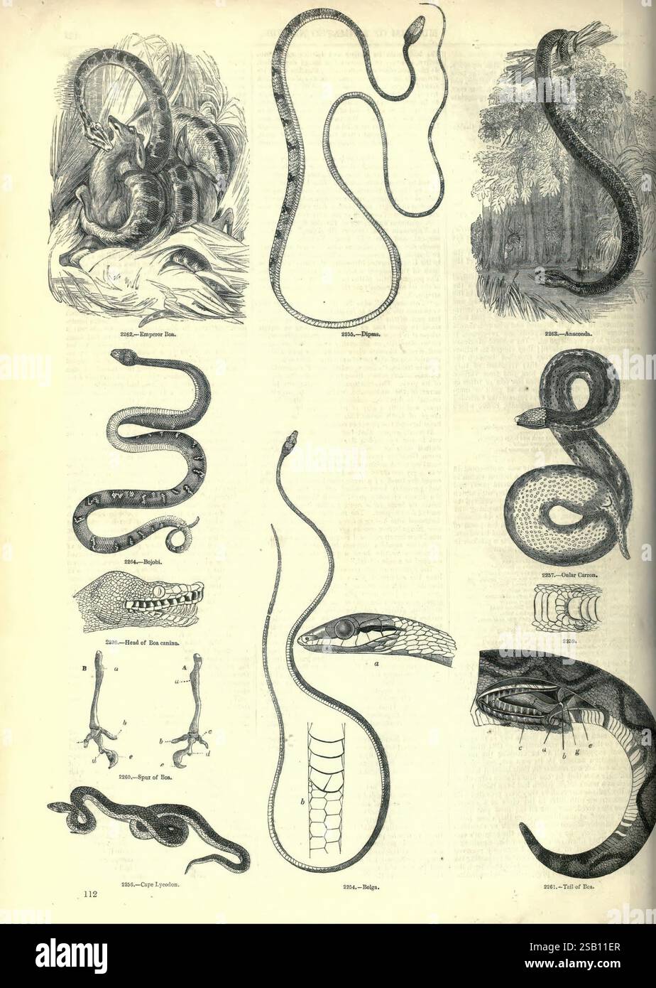 Snake related illustrations hi-res stock photography and images - Alamy