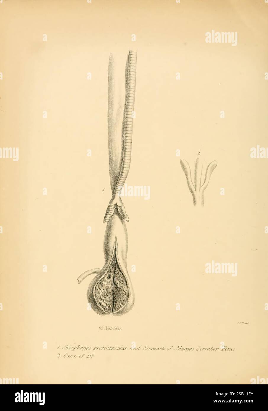 A, monograph, on, the, Anatidae, or duck, tribe, London, Longman, Orme ...