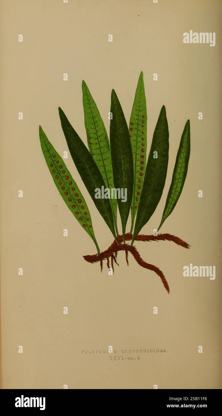 Characteristic growth pattern of ferns hi-res stock photography and ...