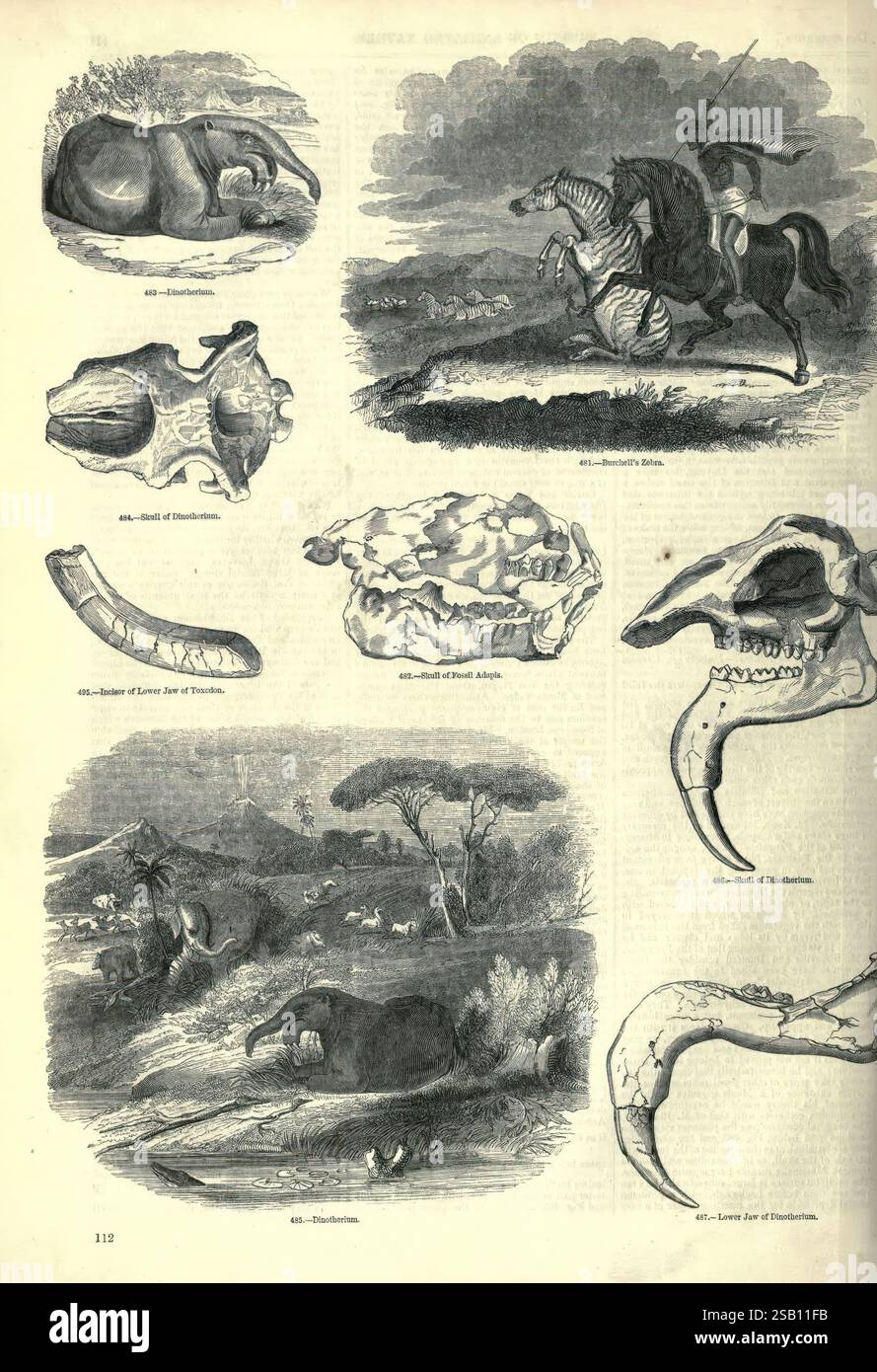 The pictorial museum of animated nature v.1. London, C. Cox, [1844 ...
