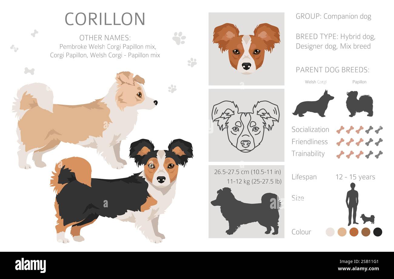 Corillon dog clipart. Welsh Corgi Papillon mix. Different coat colors ...