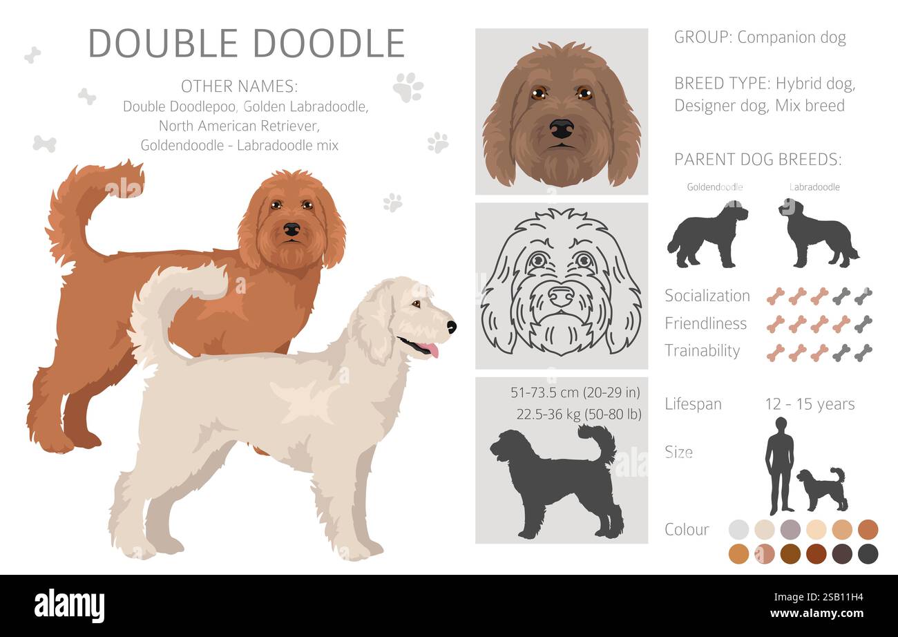 Double Doodle clipart. Labradoodle - Goldendoodle mix. Different coat ...