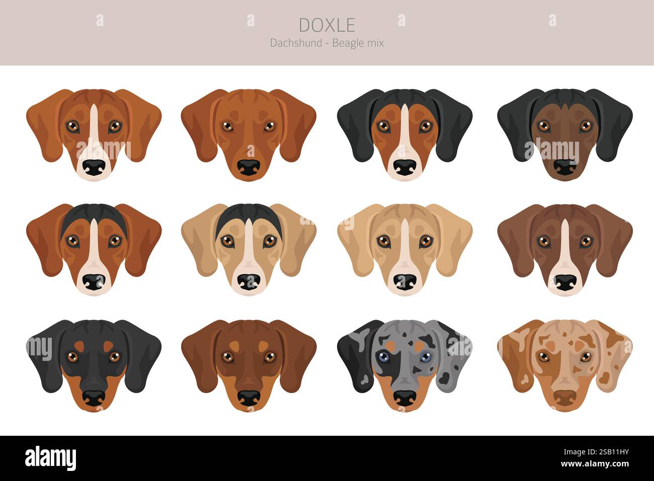 Doxle clipart. Dachshund - Beagle mix. Different coat colors set ...