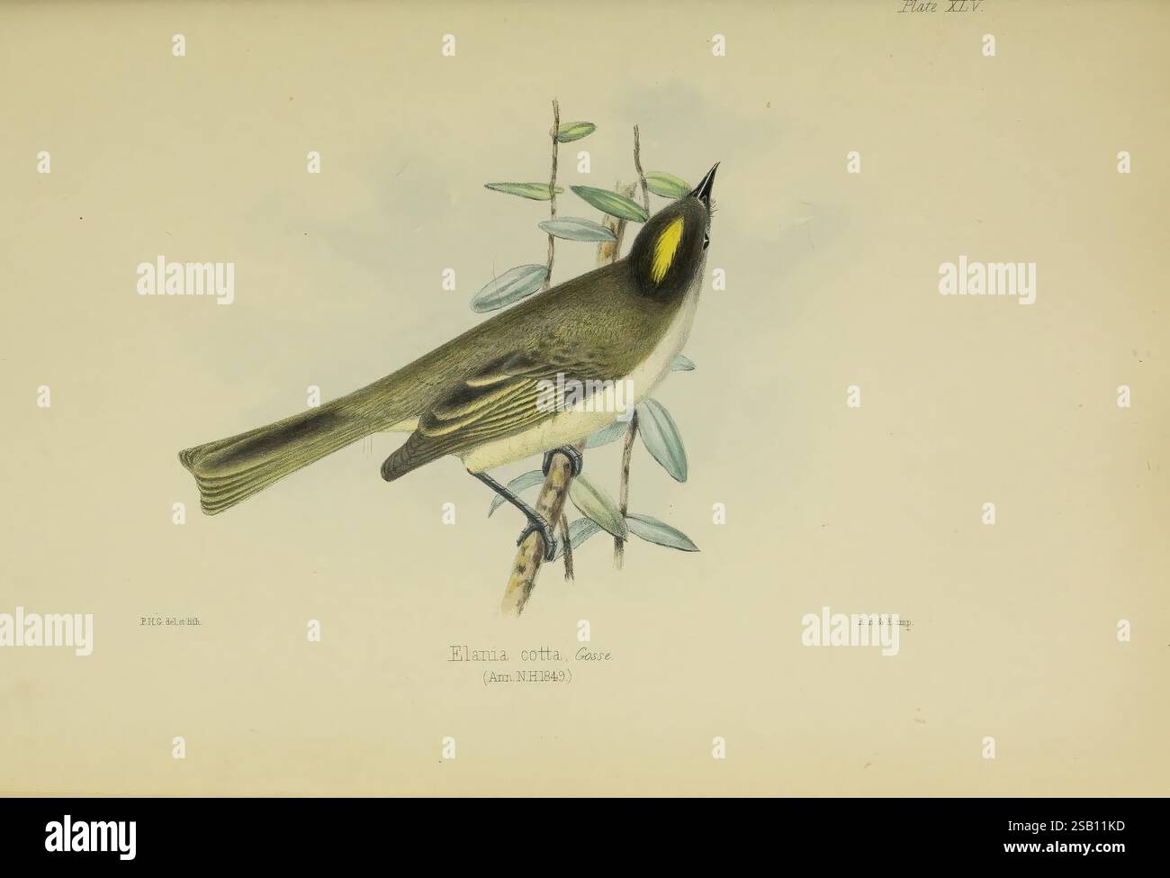 Elania cotta hi-res stock photography and images - Alamy