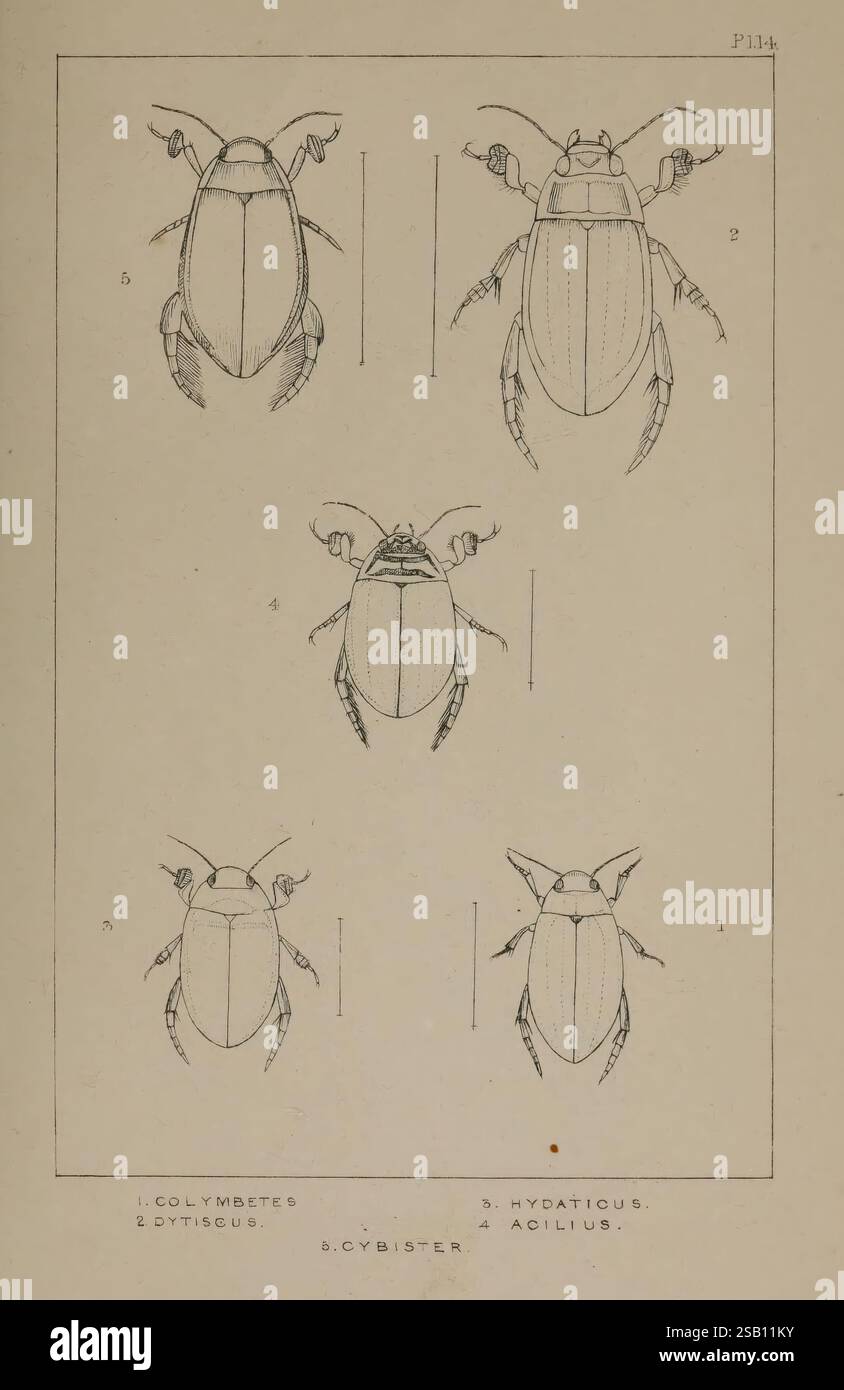 The British Coleoptera delineated, London, W. Crofts, 1840 beetles ...