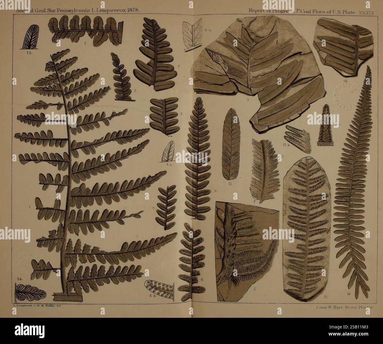 Description of the coal flora of the Carboniferous formation in ...