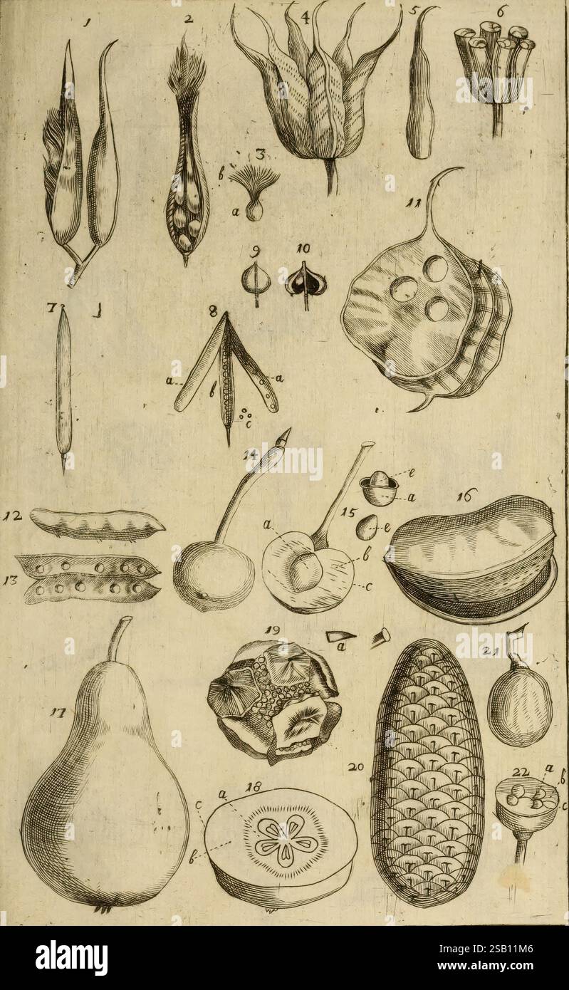 Diverse seed pods hi-res stock photography and images - Alamy