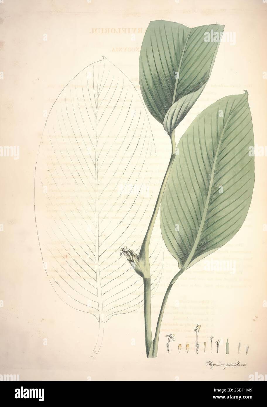 Phrynium parviflorum hi-res stock photography and images - Alamy