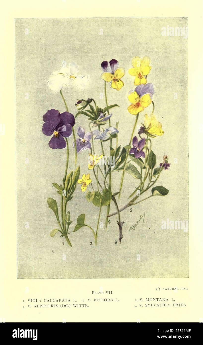 Sub-alpine plants, London, Dutton, 1912, botany, identification ...