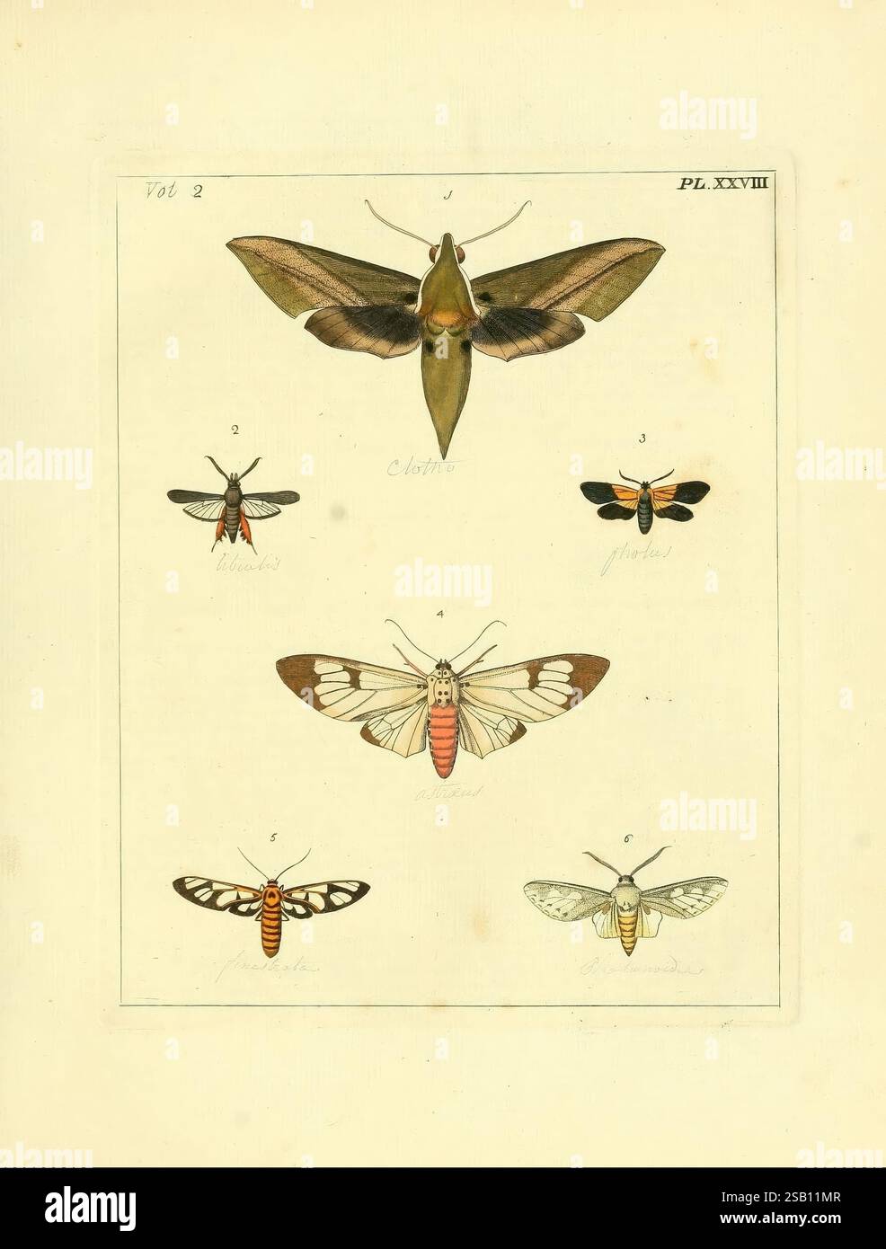 Displaying detailed wing patterns hi-res stock photography and images ...