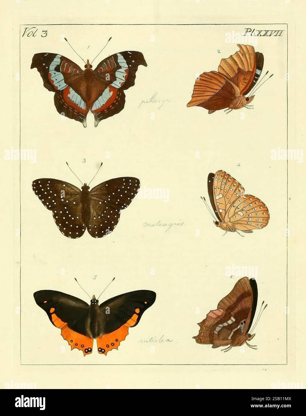 Bottom row presents additional insects hi-res stock photography and ...