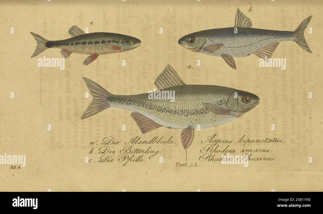 Fauna Boica oder gemeinnützige Naturgeschichte der Thiere Bayerns ...