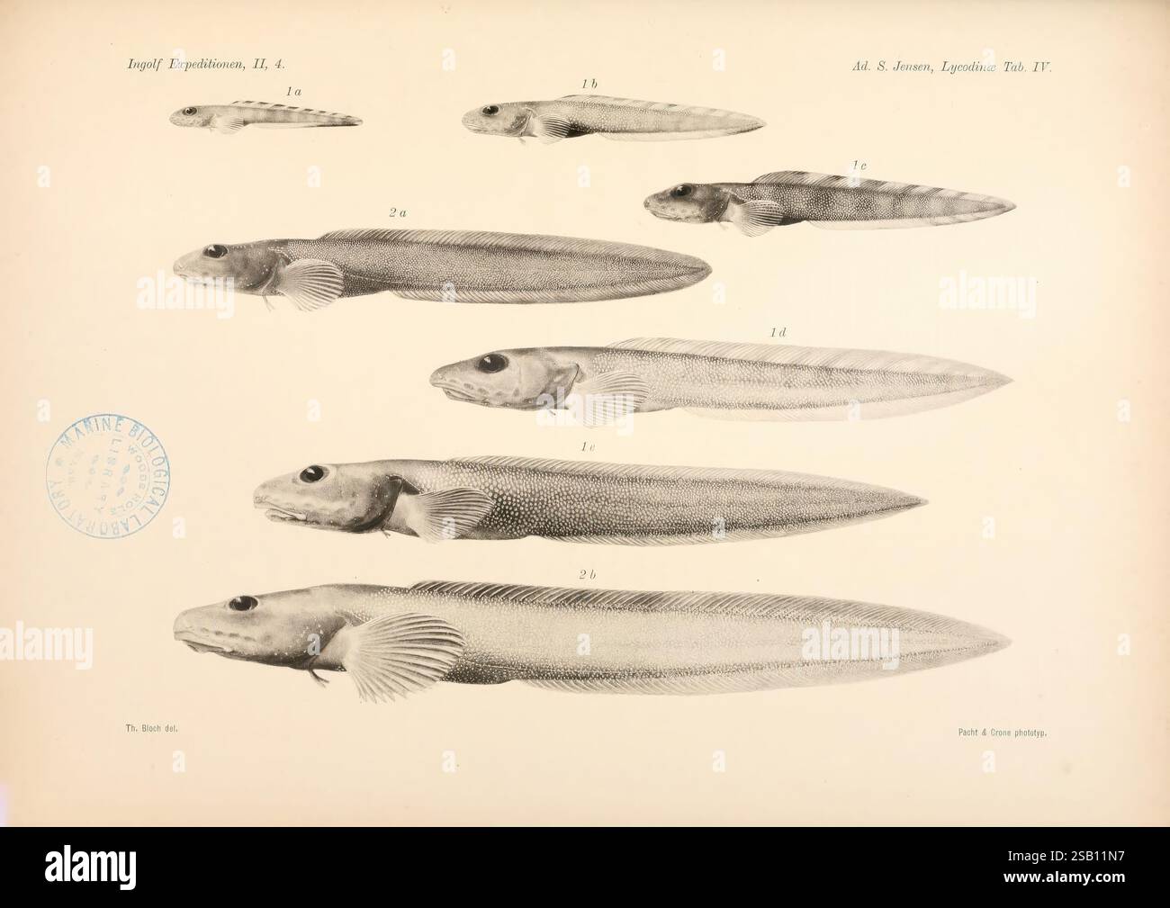 Elongated fish specimens hi-res stock photography and images - Alamy