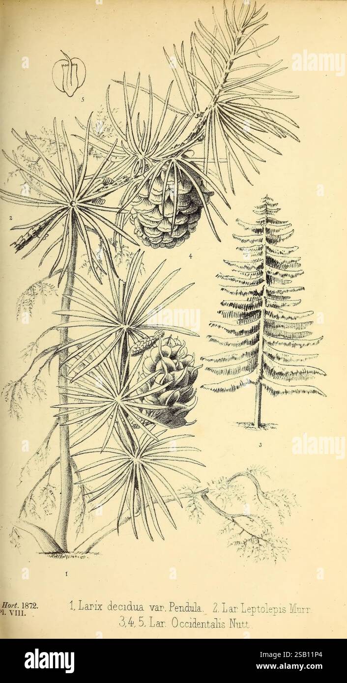 Various species of coniferous plants hi-res stock photography and ...