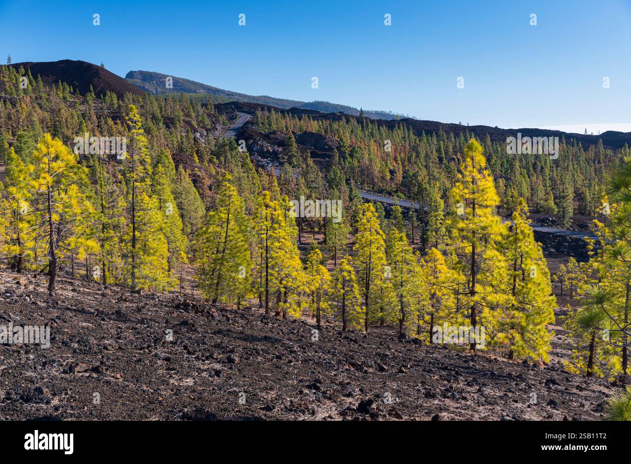 Tenerife national volcano park hi-res stock photography and images - Alamy