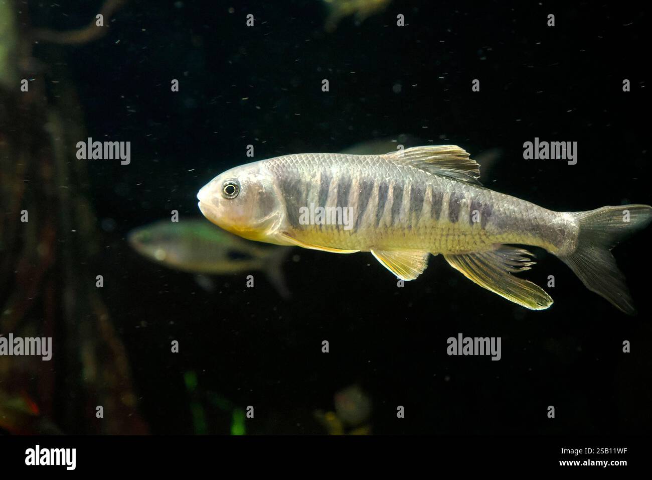 A Scissortail Rasbora fish Rasbora Trilineata Stock Photo - Alamy