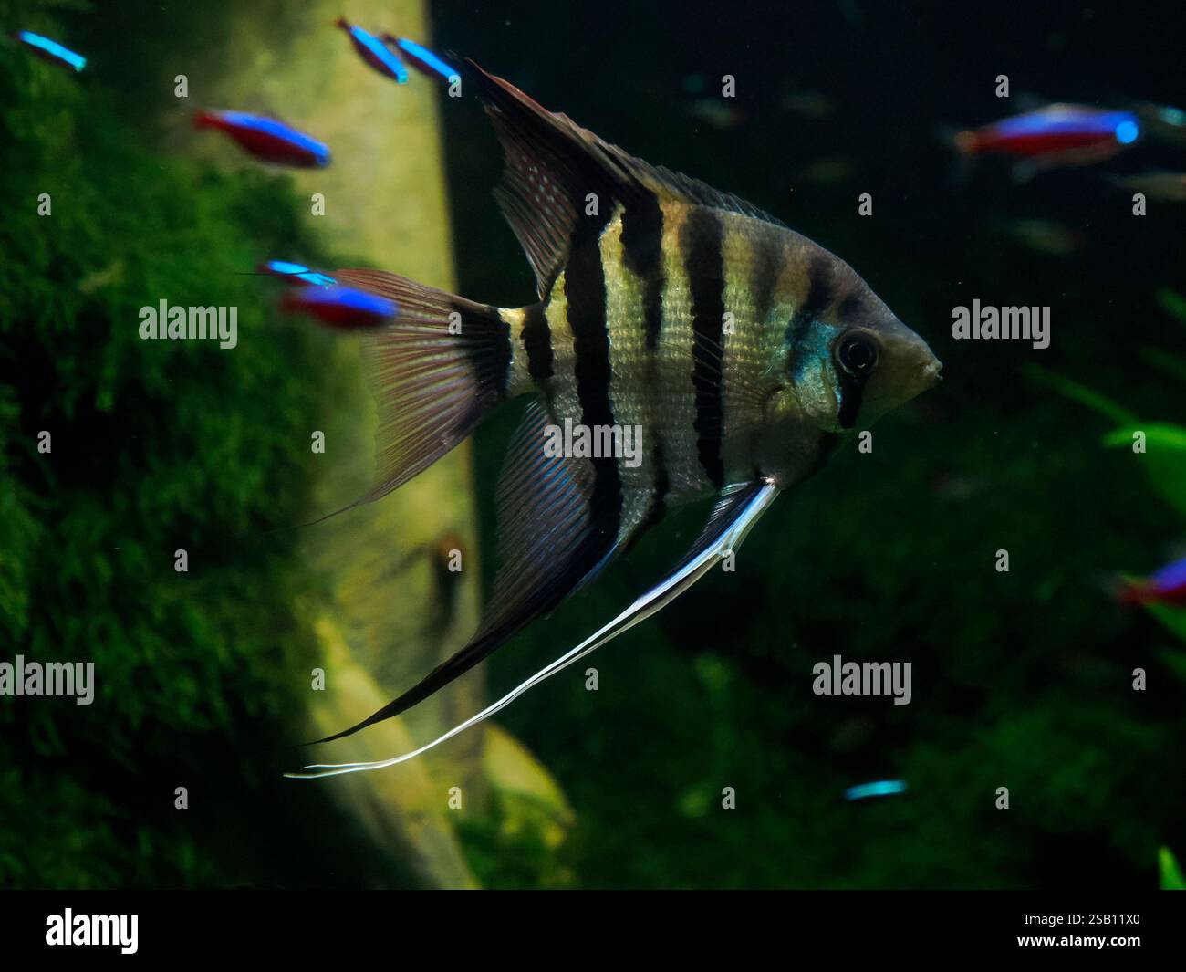 A scalare angelfish pterophyllum scalare underwater Stock Photo - Alamy