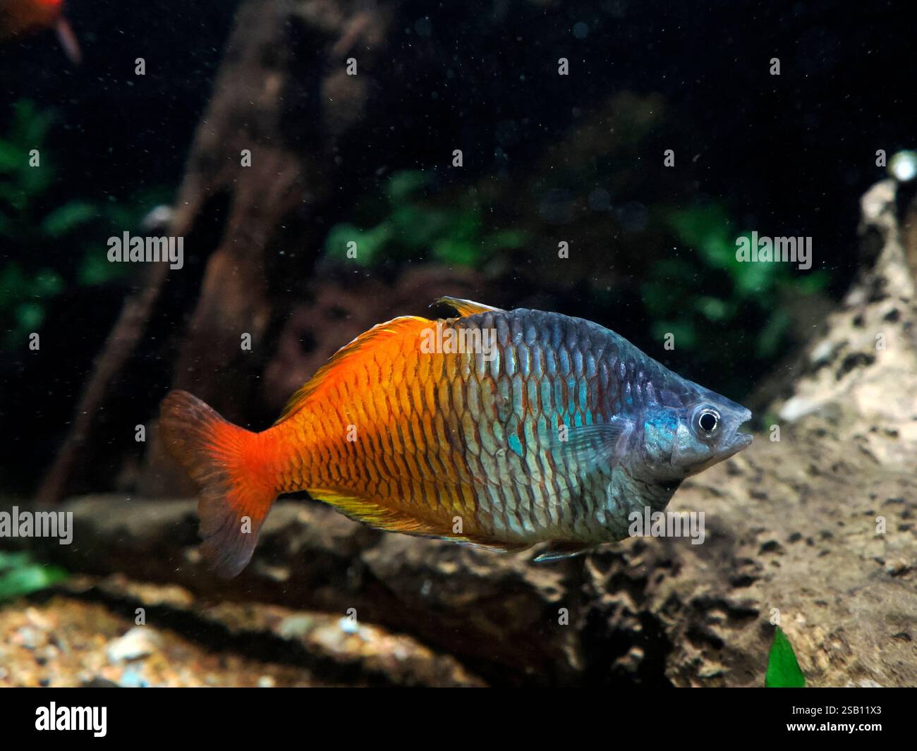A boeseman's rainbowfish Melanotaenia boesemani underwater portrait ...