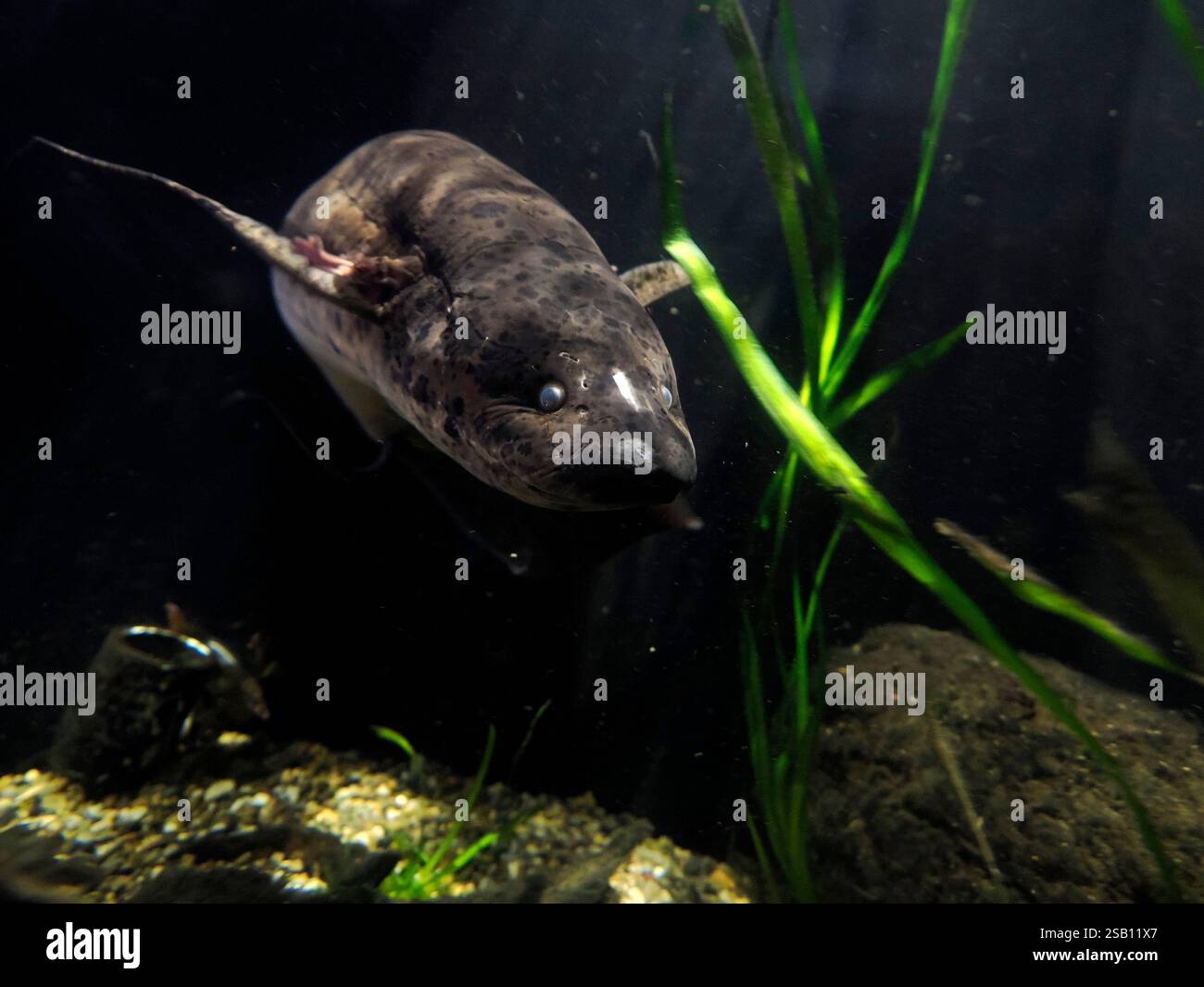 A West african lungfish Protopterus annectens underwater portrait Stock ...