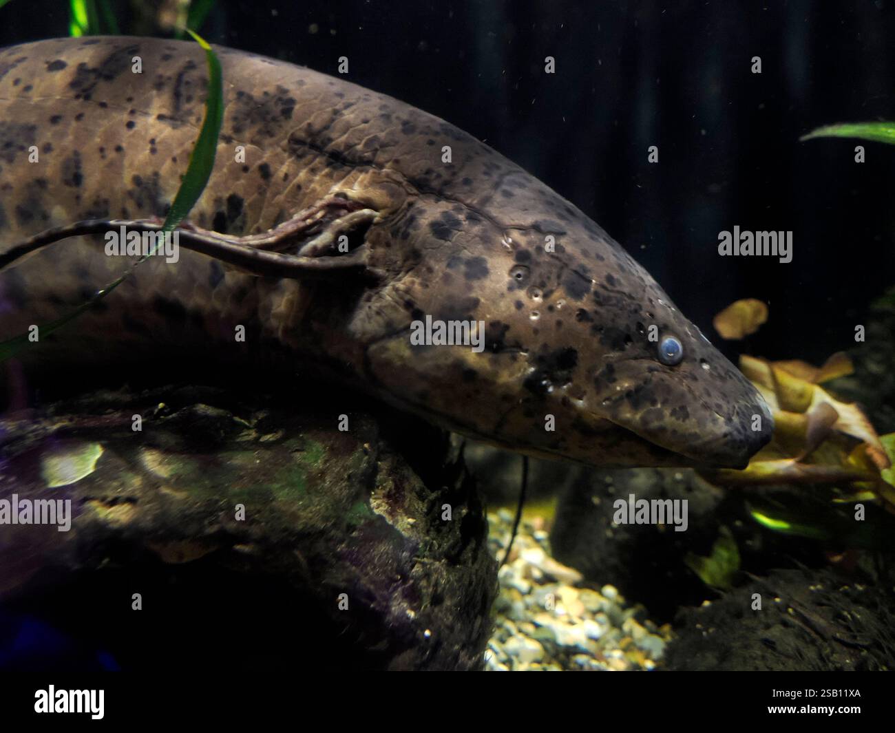 A West african lungfish Protopterus annectens underwater portrait Stock ...