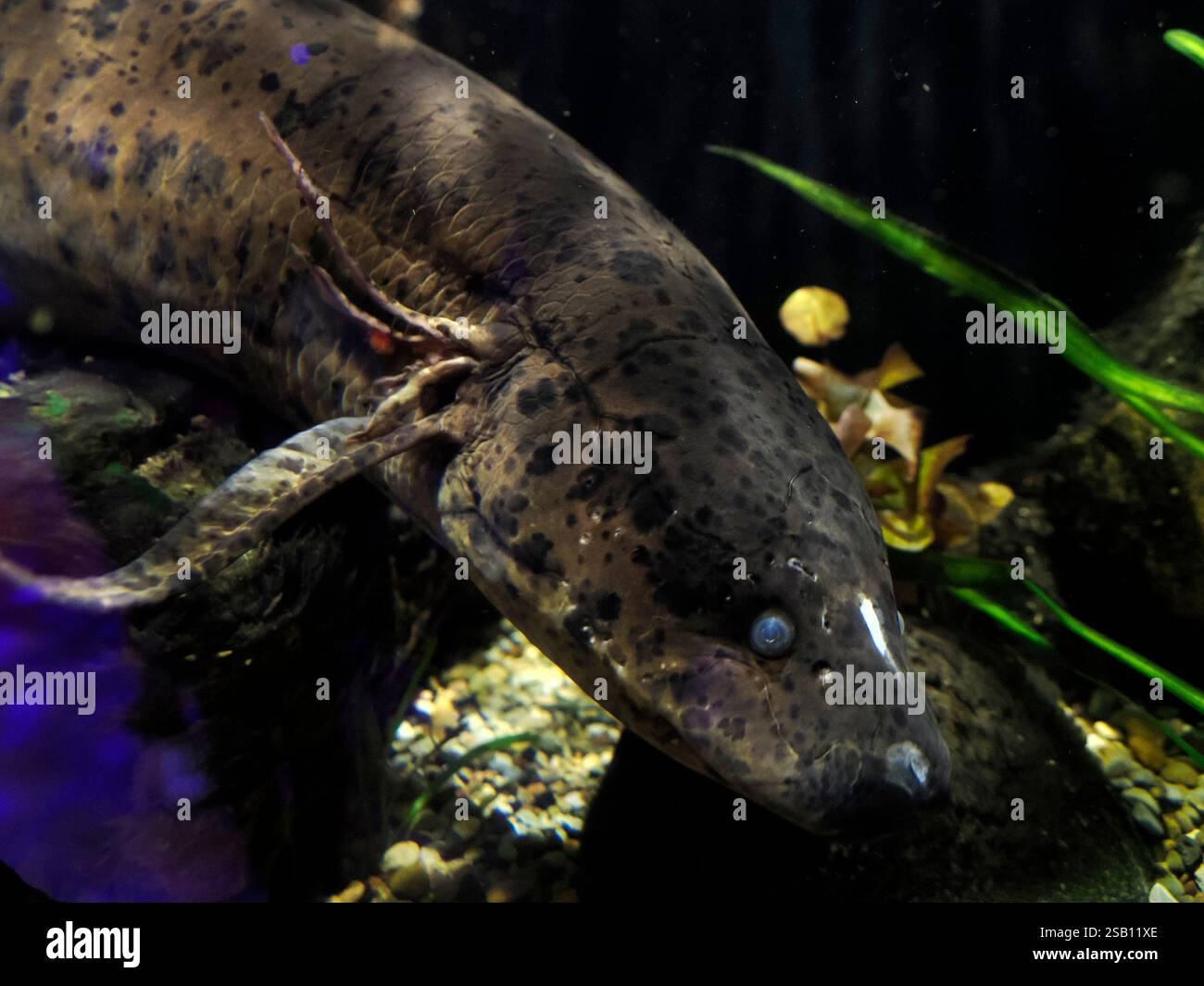A West african lungfish Protopterus annectens underwater portrait Stock ...