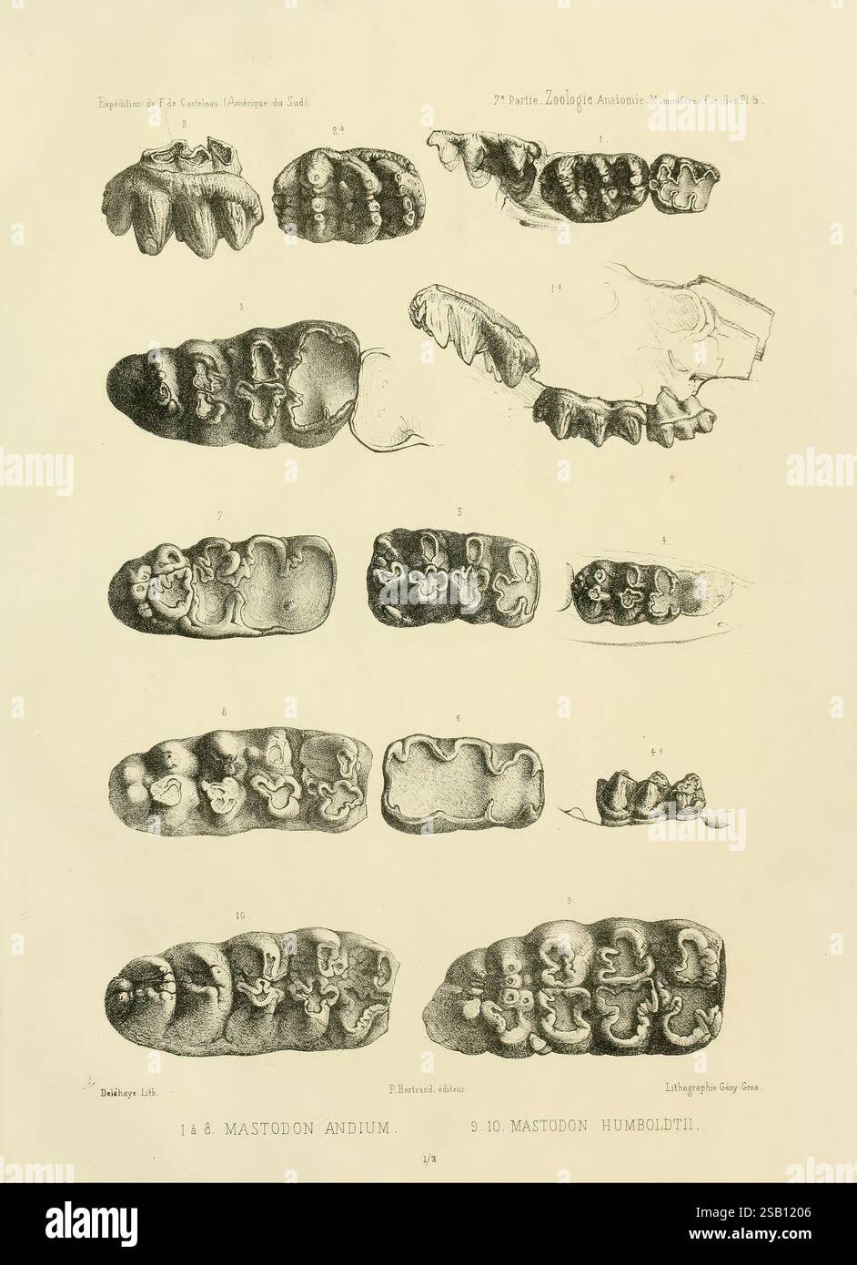 Documenting extinct mammalian dental anatomy hi-res stock photography ...