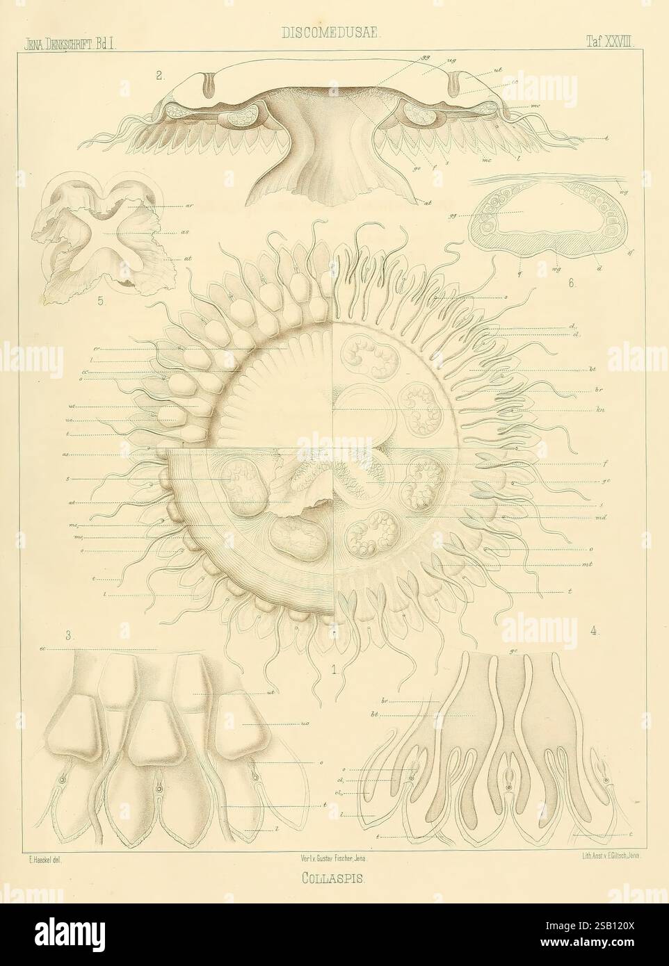 Jellyfishs anatomical features hi-res stock photography and images - Alamy