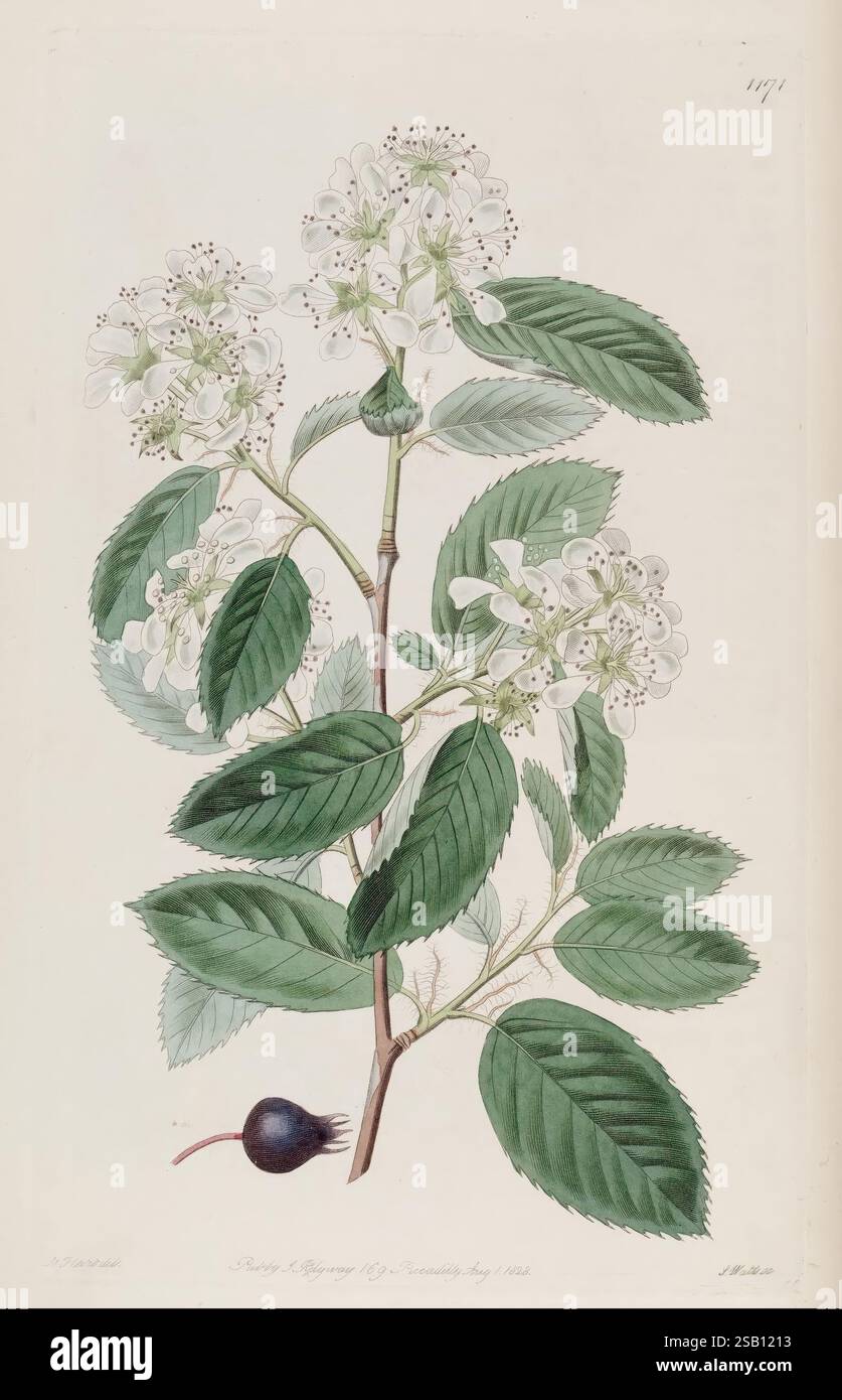 The Botanical Register London Printed for James Ridgway 1815-1828 1815 ...