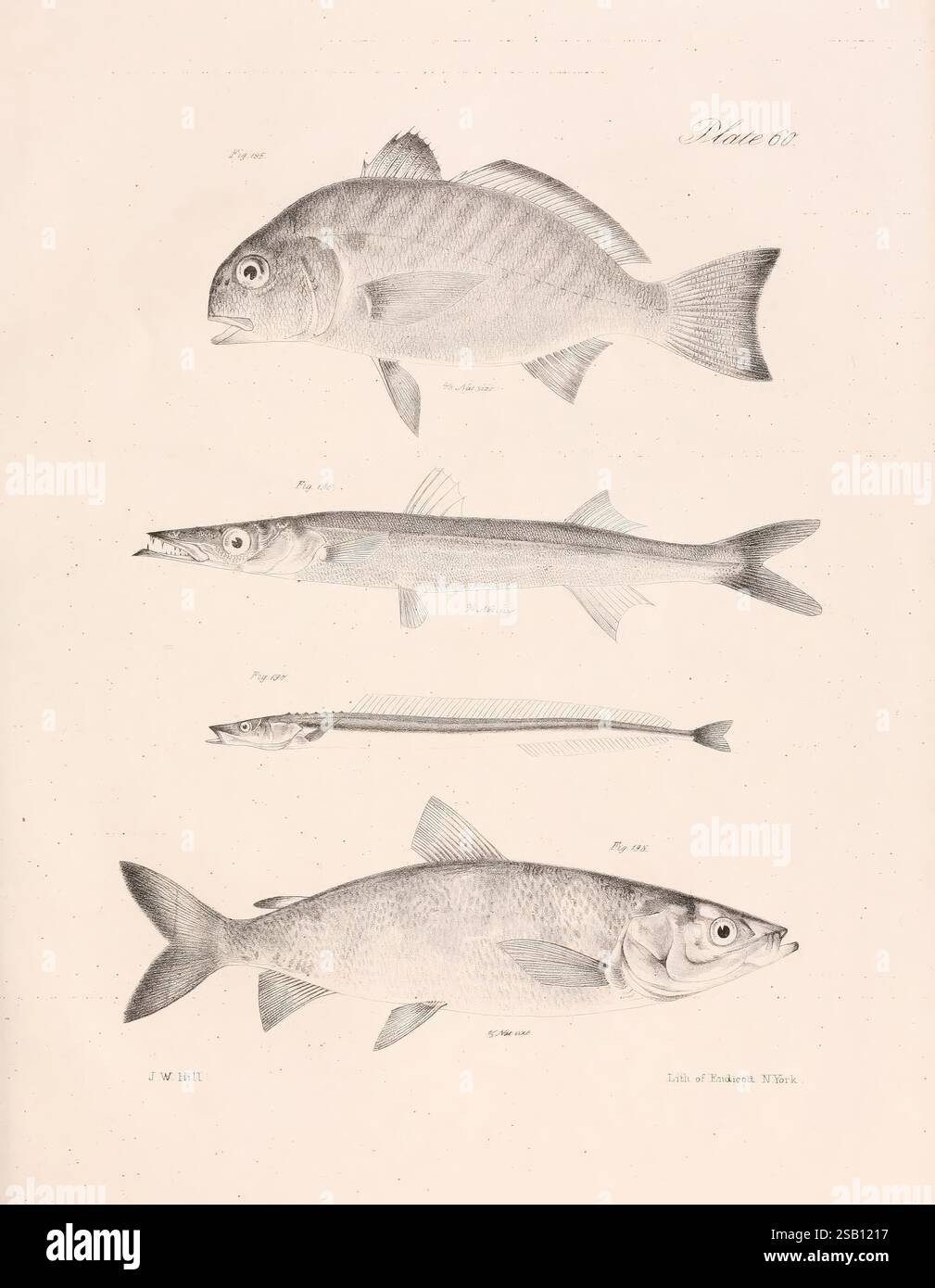 Narrower fish hi-res stock photography and images - Alamy