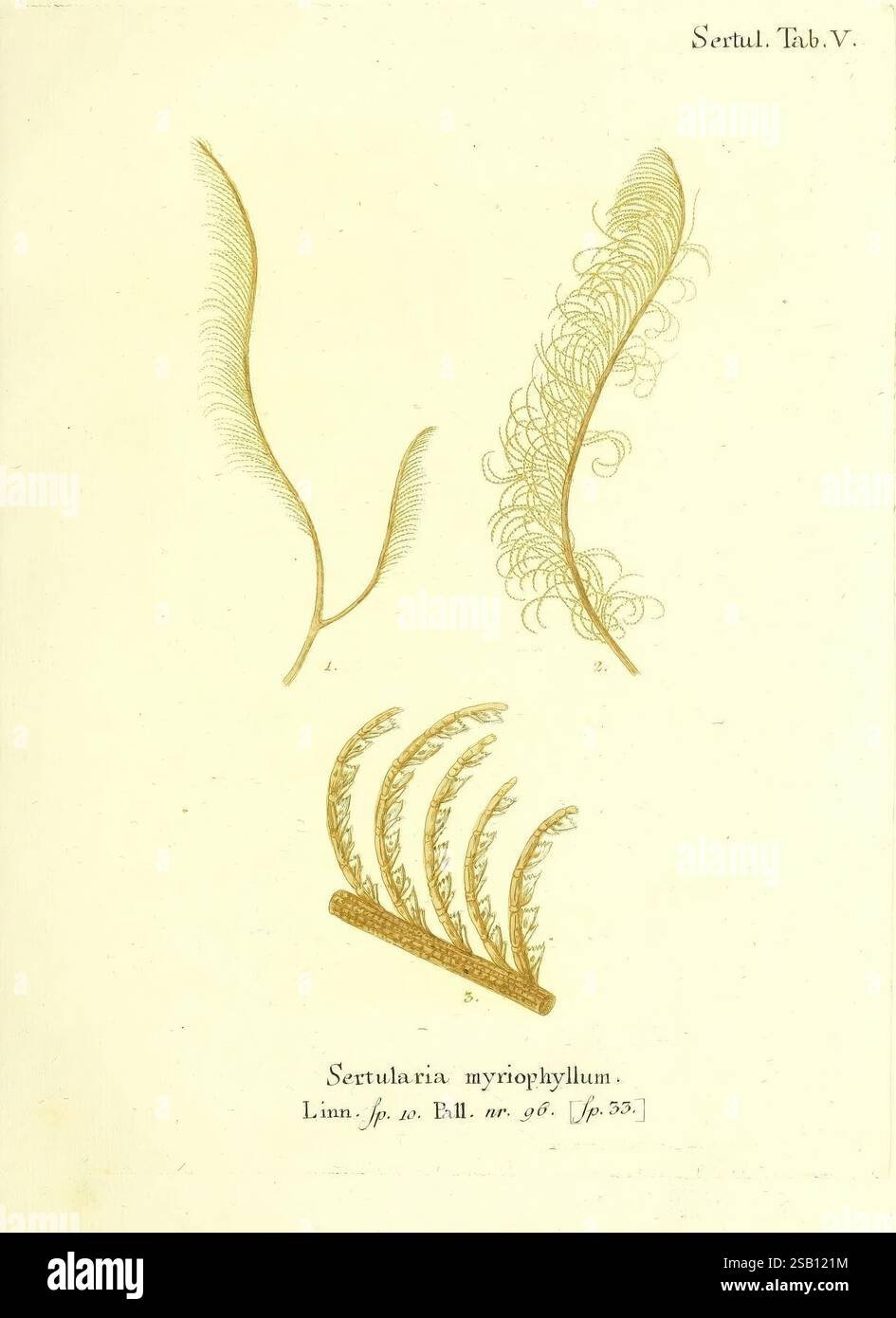 Compact growth patterns hi-res stock photography and images - Alamy