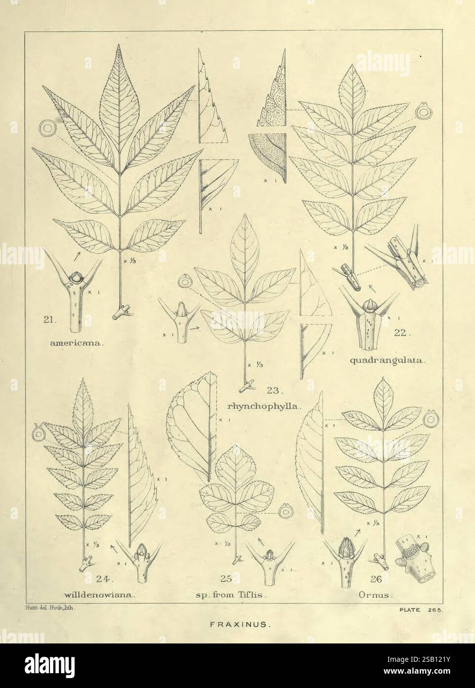 The Trees of Great Britain & Ireland, Edinburgh, Priv. print,1906-13 ...