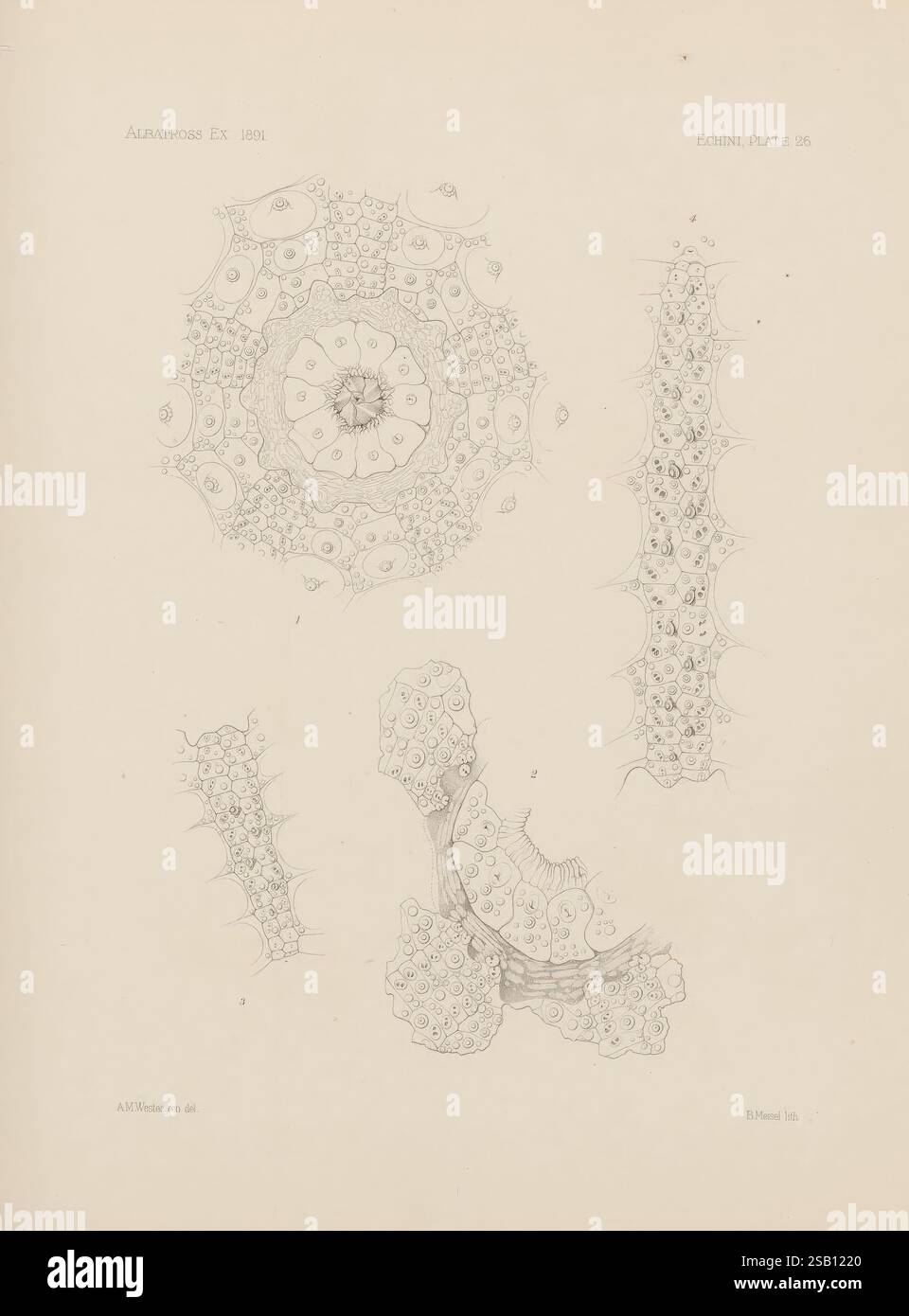 Spiny figures hi-res stock photography and images - Alamy