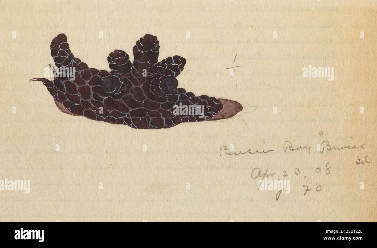 Notes Description Specimens Collected Philippine Expedition Steamer ...