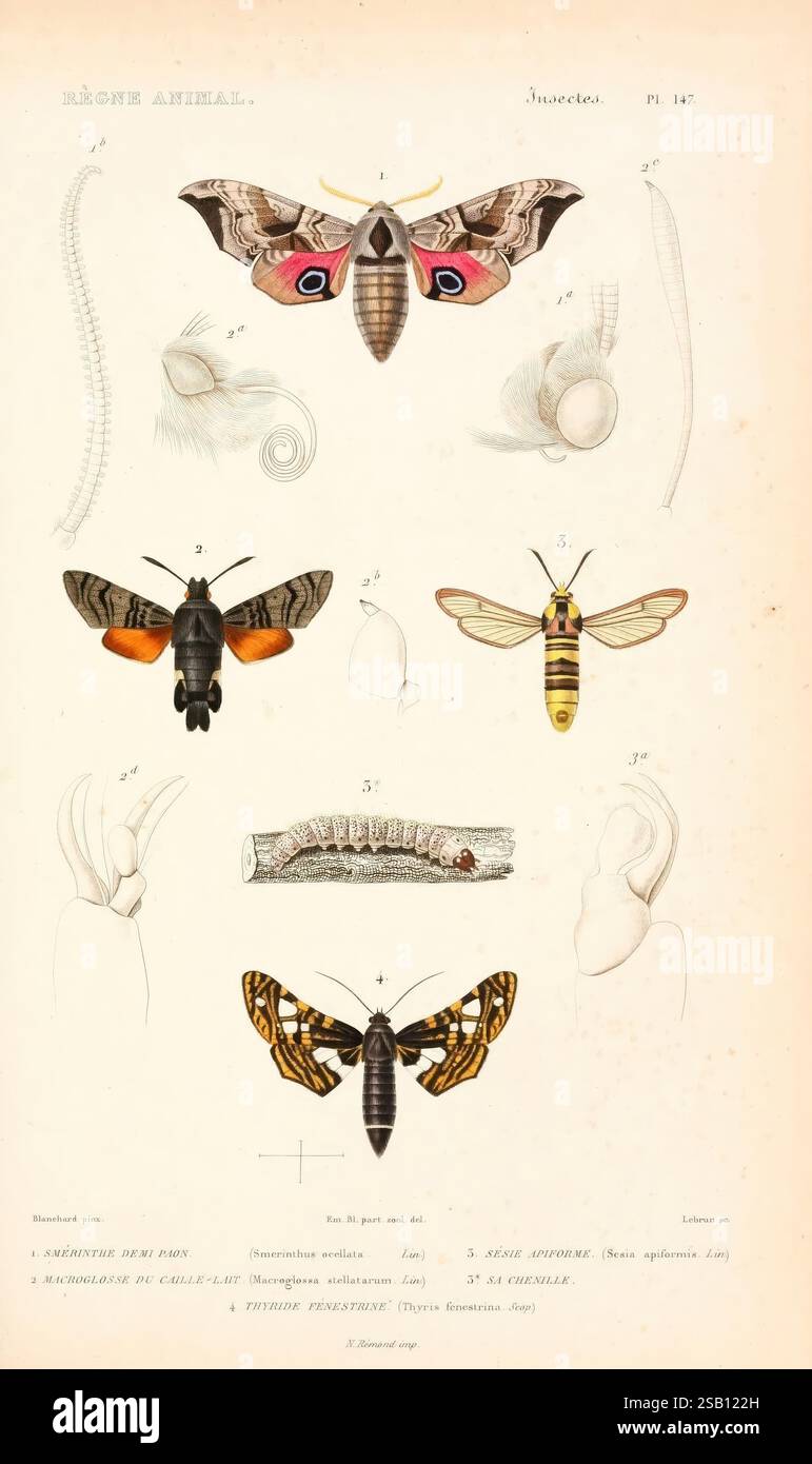 Anatomical sketches highlights hi-res stock photography and images - Alamy