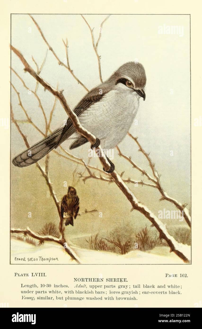 Teachers' manual of bird-life New York D. Appleton and Co. 1899 birds ...
