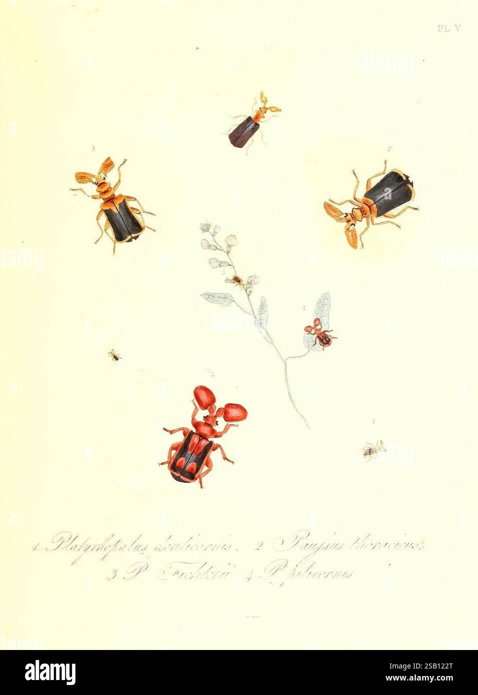 Natural history of the insects of India, 1842, India, insects ...