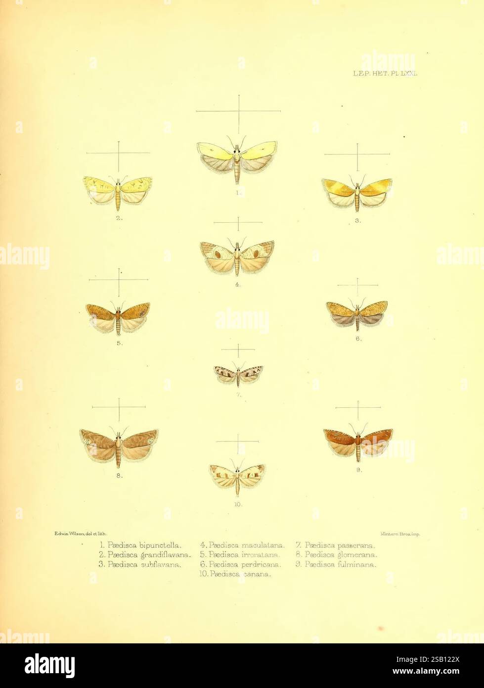 Illustrations, of, typical, specimens, of, Lepidoptera, Heterocera, in ...