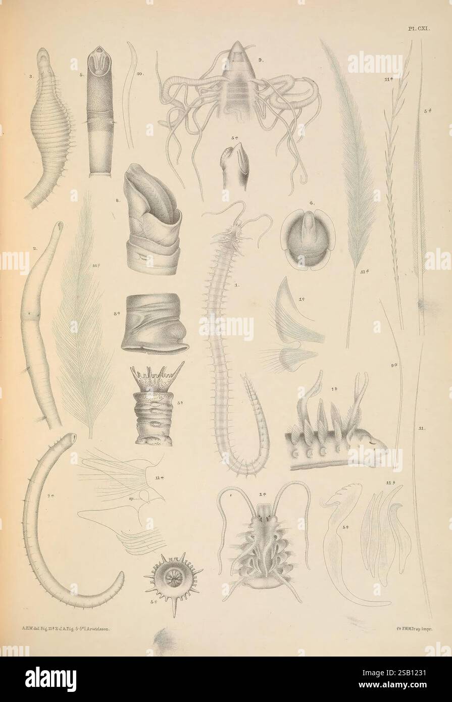 Biological diversity of echinoderms in marine environments hi-res stock ...