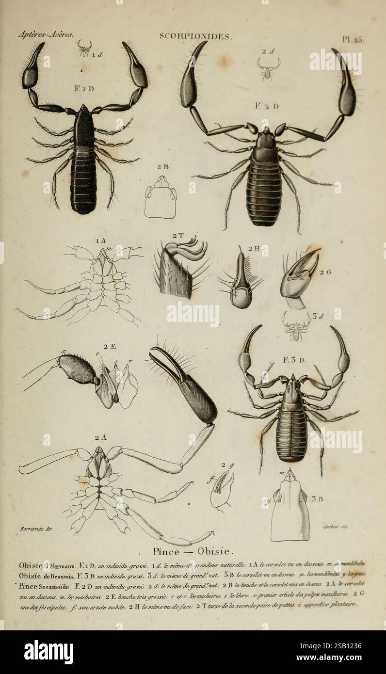 Histoire naturelle des insectes. Aptères. Paris, Librairie ...