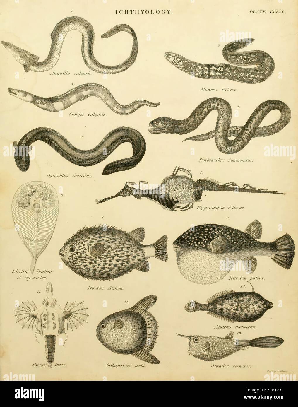An introduction to the natural history of fishes Edinburgh, Adam and ...