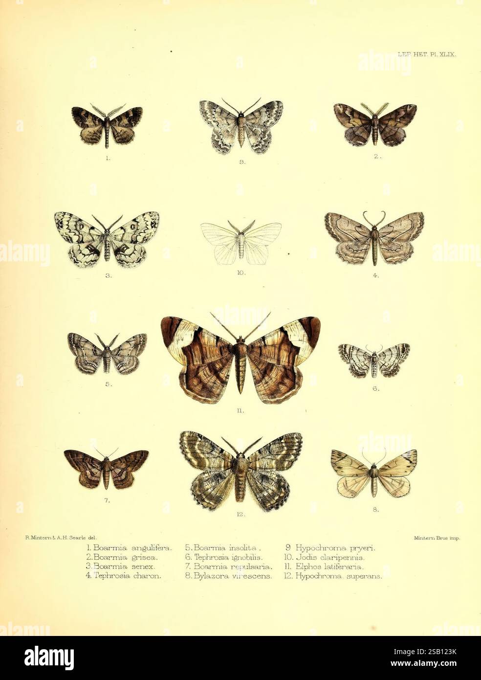 Arrangement features five distinct butterflies hi-res stock photography ...