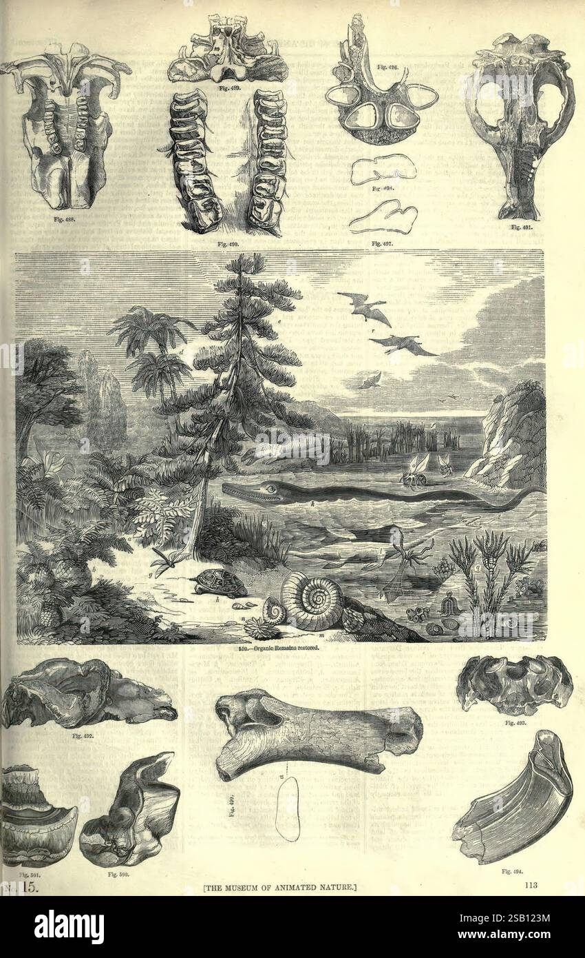 Various bone fossils hi-res stock photography and images - Alamy