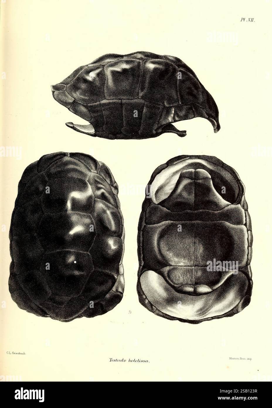 The, gigantic, land-tortoises, (living, and, extinct), in, the ...