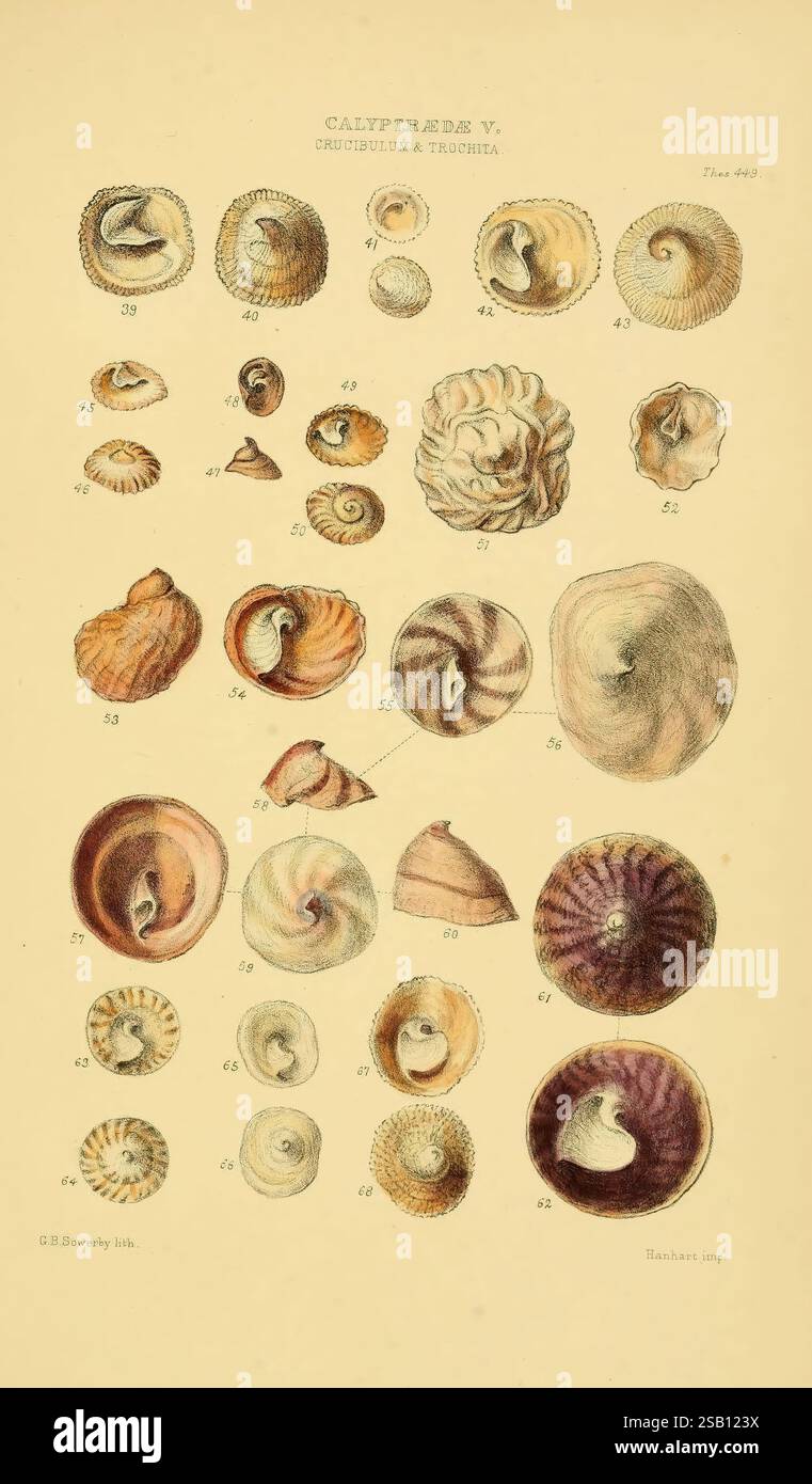 Thesaurus conchyliorum, or Monographs of genera of shells v.5 plates ...