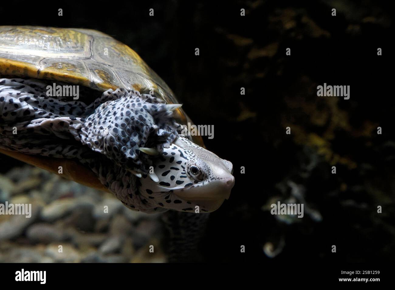 A Malaclemys diamondback terrapin turtle underwater portrait Stock ...