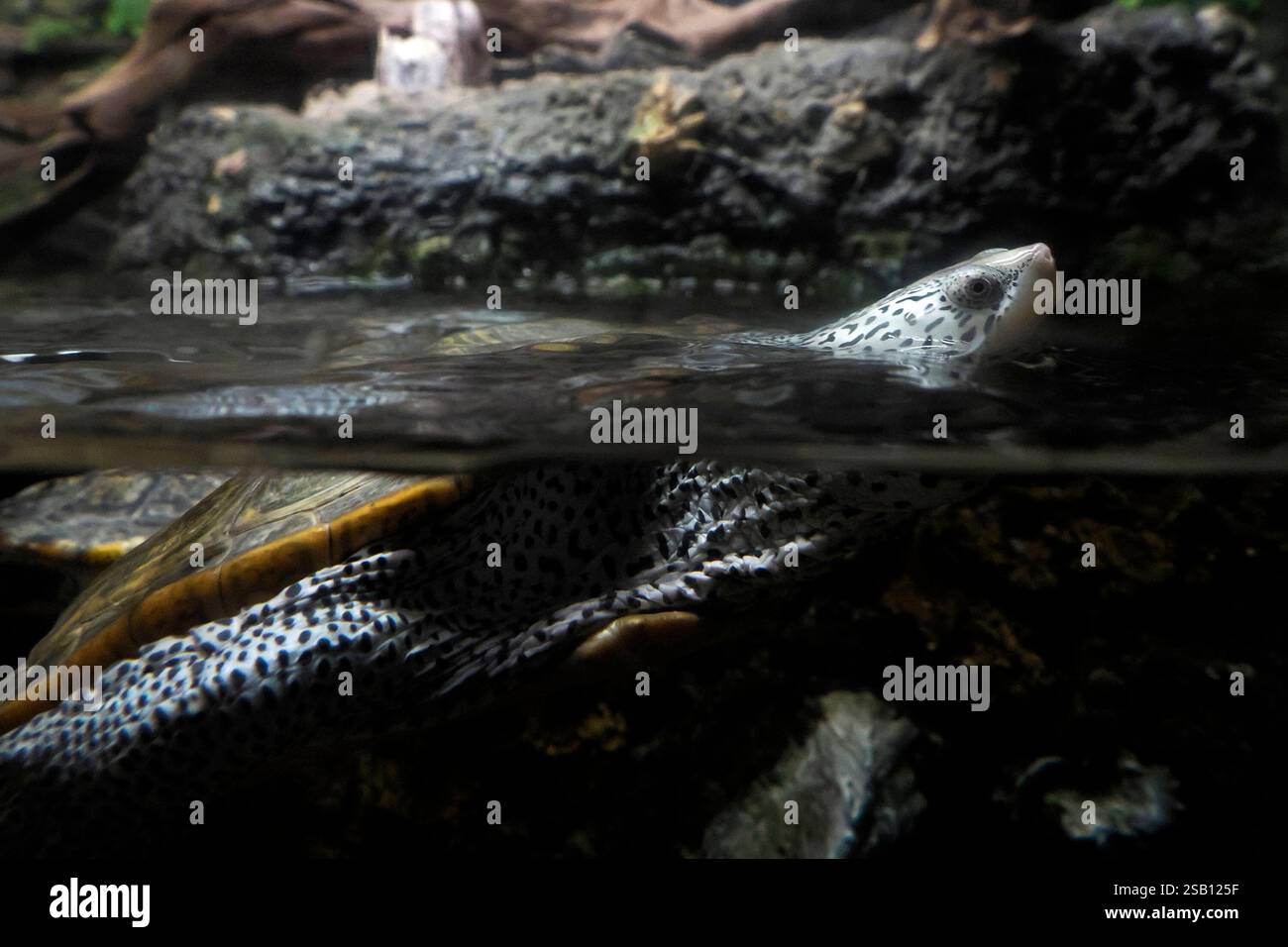 A Malaclemys diamondback terrapin turtle underwater portrait Stock ...